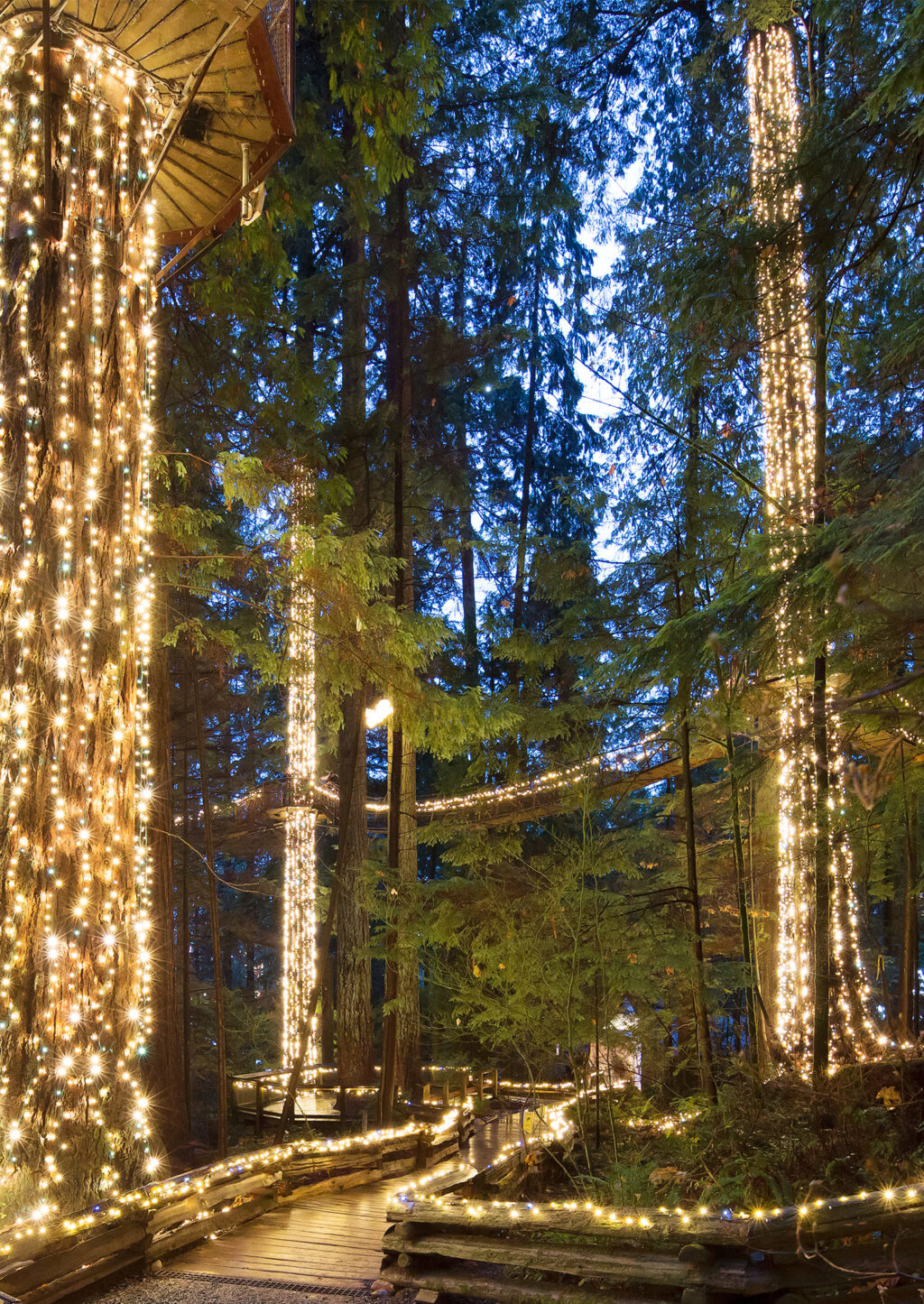 Canyon Lights | Capilano Suspension Bridge Park
