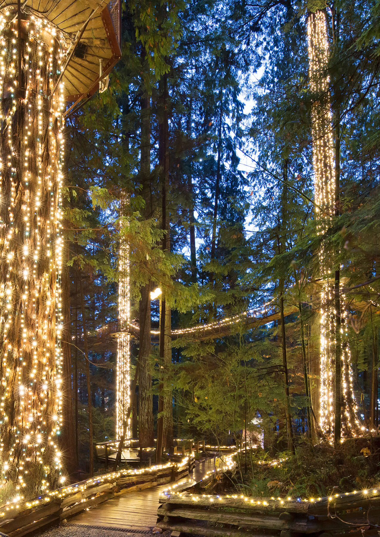 Canyon Lights | Capilano Suspension Bridge Park